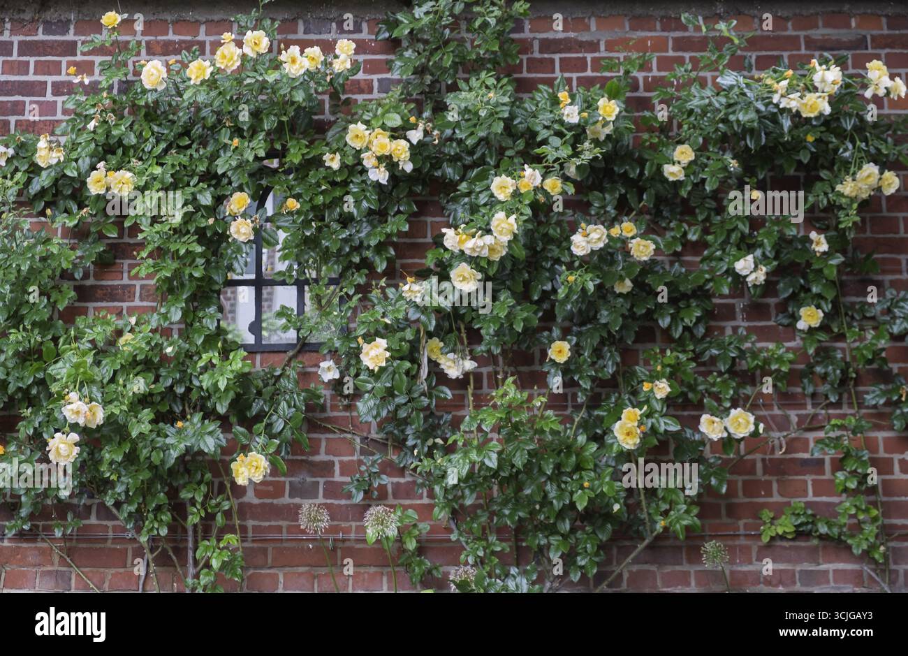 Rose (Rosa sp.), climbing rose in yellow on a brick facade, North Rhine ...