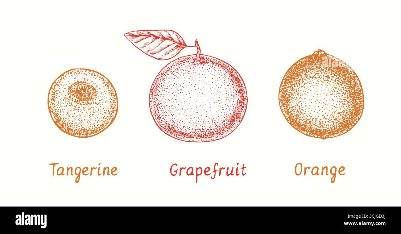 Tangerine, grapefruit and orange whole fruit collection. Ink doodle ...
