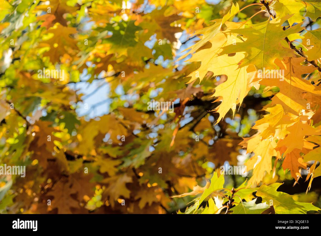 Golden-yellow leaves flutter gently as autumn settles in, creating a ...