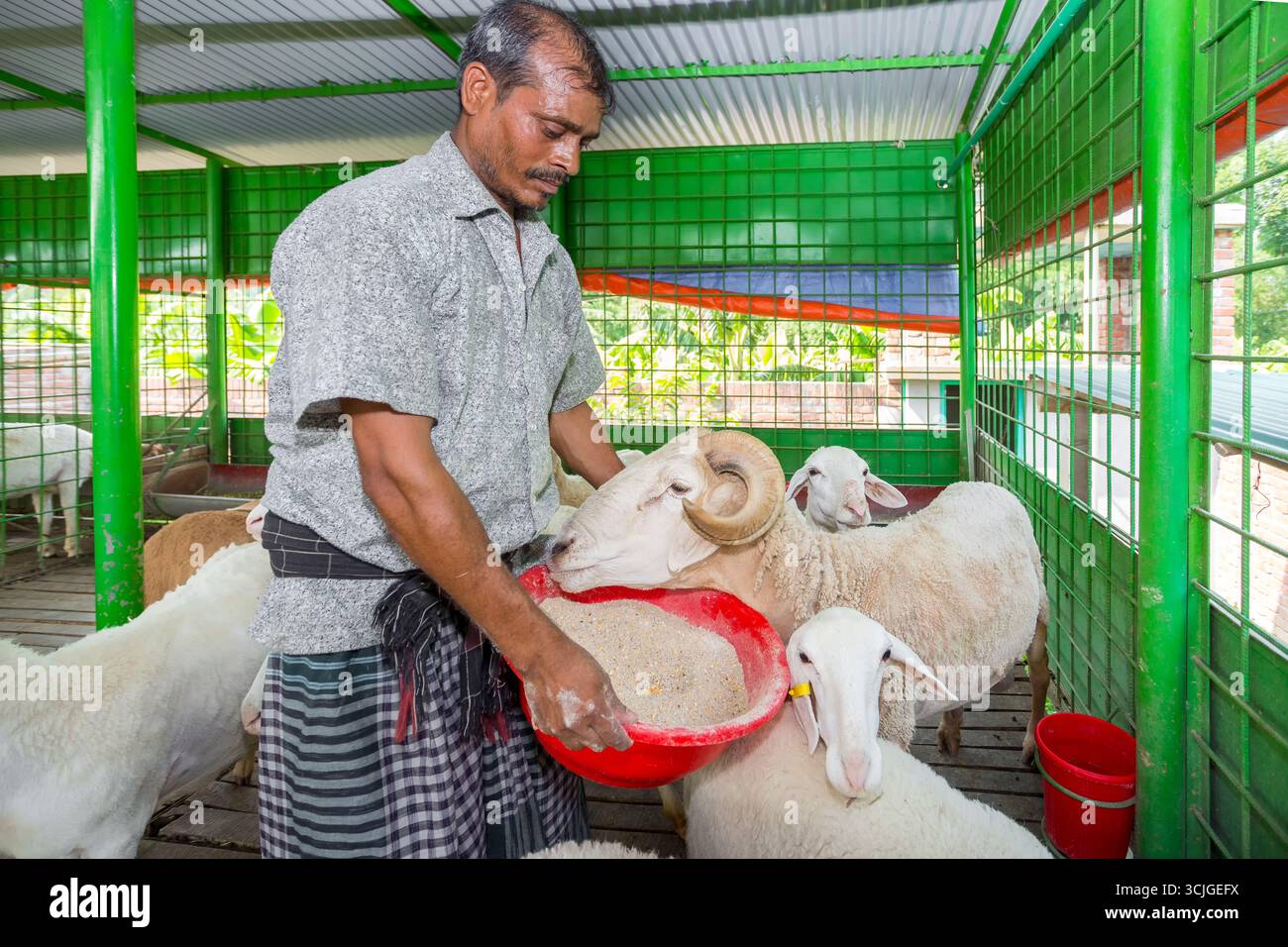 Bangladesh – May 20, 2019: Some farmers in commercial sheep breeding ...