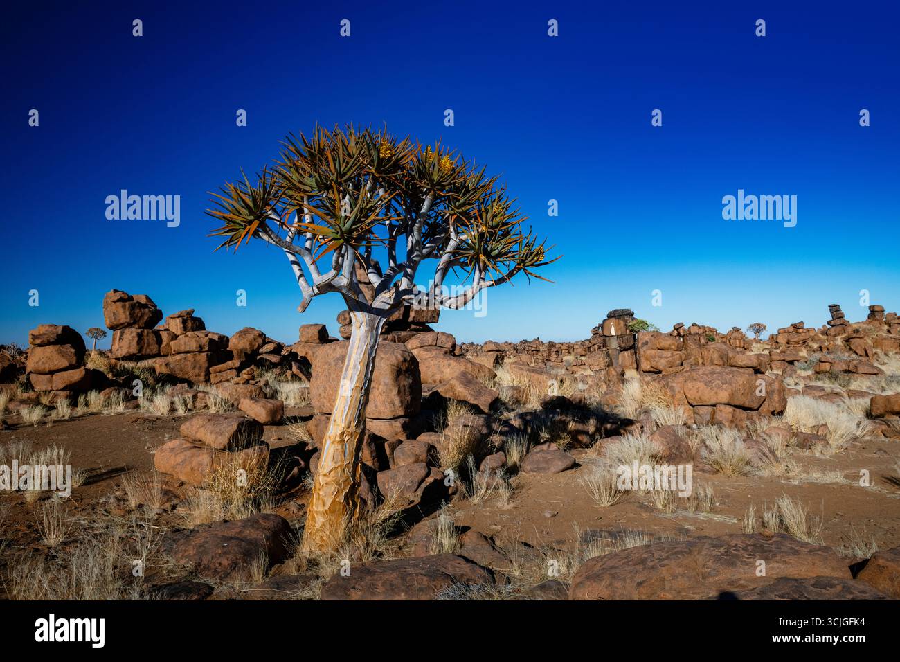 Giant quiver tree in hi-res stock photography and images - Alamy