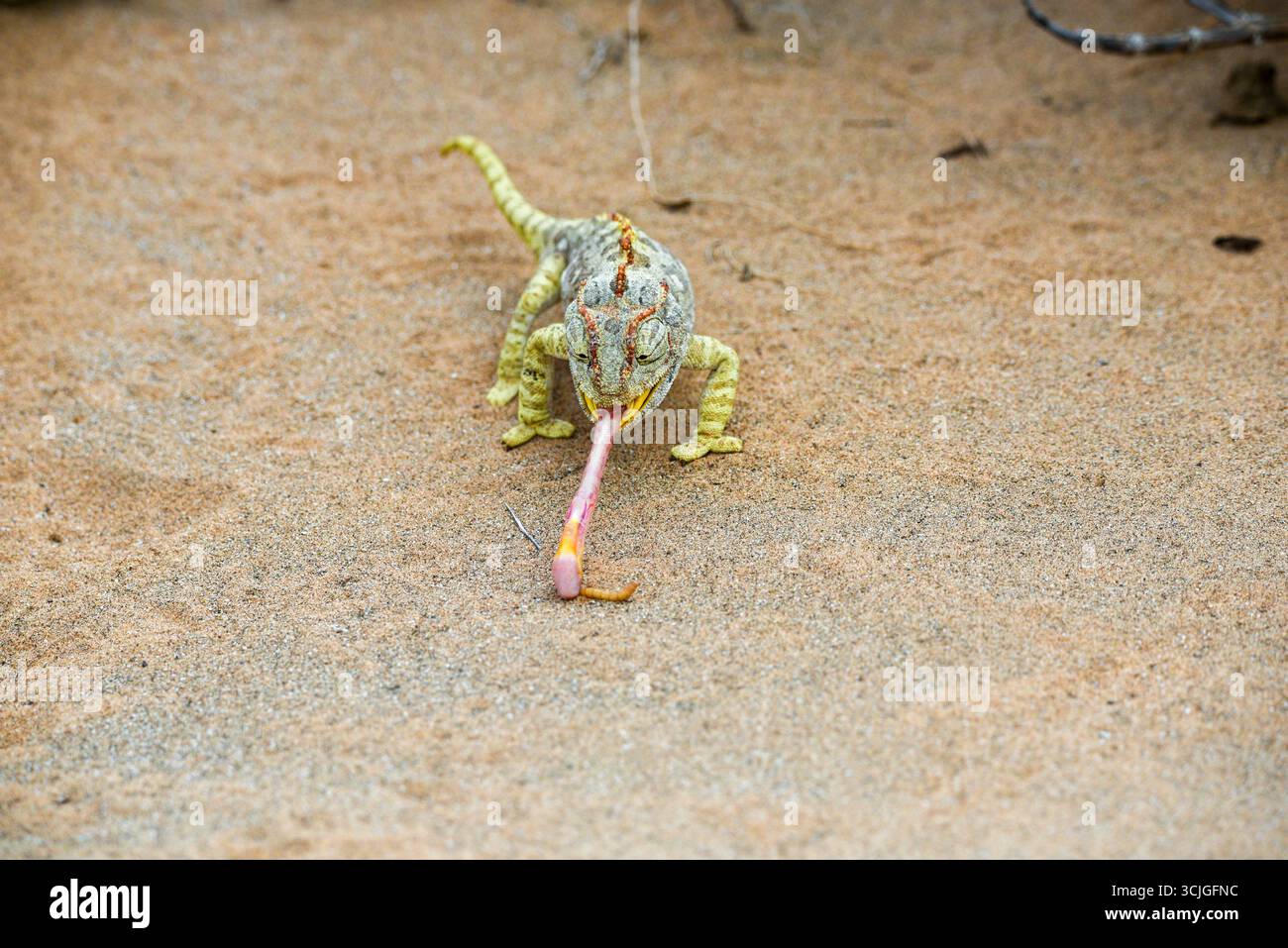 Namaqua chameleon pulling out his tongue Stock Photo - Alamy