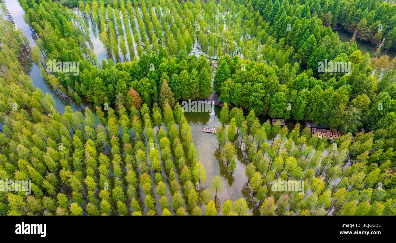 SUQIAN, CHINA - SEPTEMBER 7, 2025 - Metasequoia glyptostroboides Forest ...