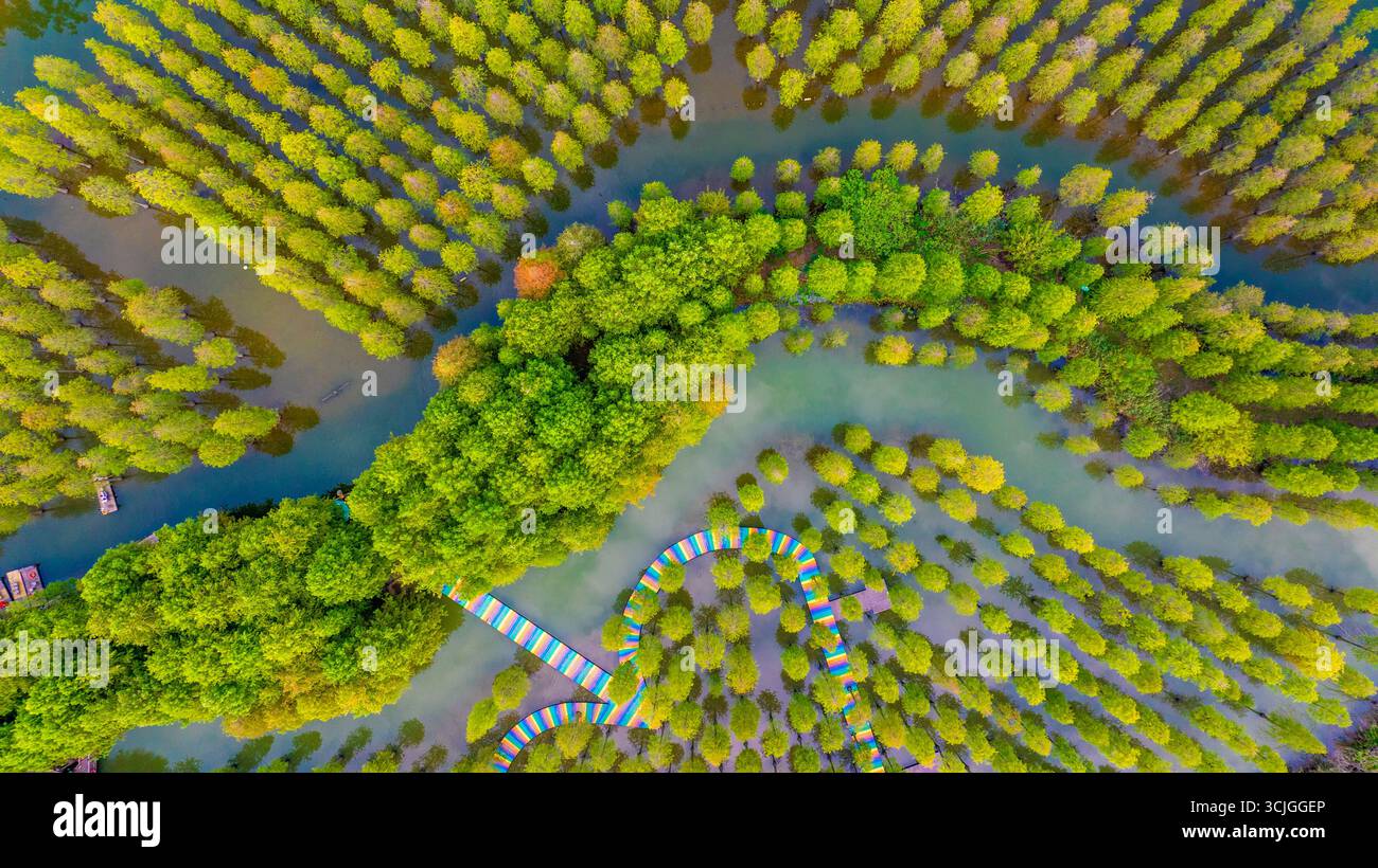 SUQIAN, CHINA - SEPTEMBER 7, 2025 - Metasequoia glyptostroboides Forest ...