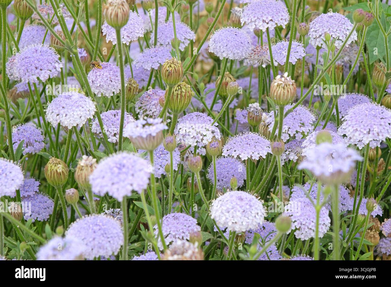 Lilac purple Didiscus caeruleus or Trachymene coerulea, also known as ...