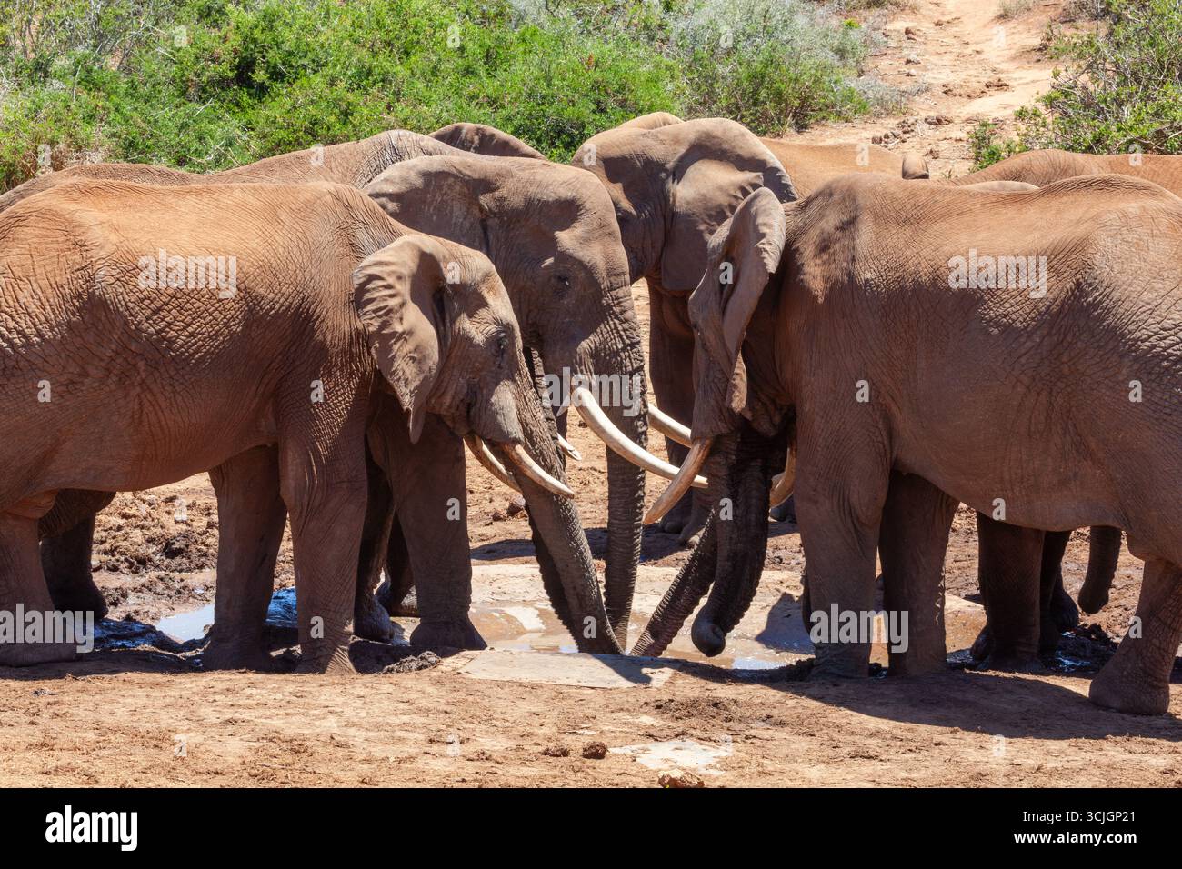 Group of adult Elephants clustering together Stock Photo - Alamy