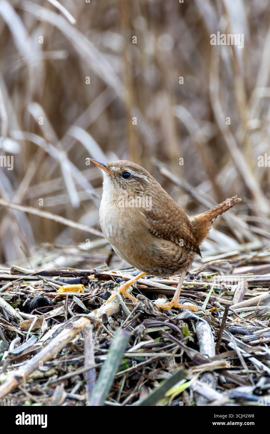 Tiny warm brown Eurasian Wren with upturned tail. Eats insects and ...