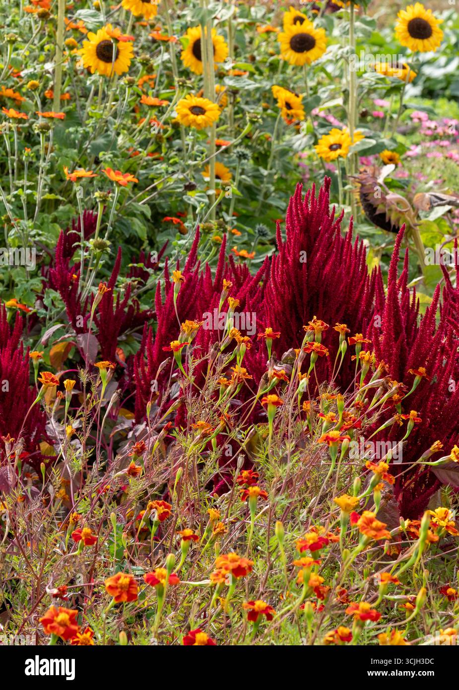 Stunning, colourful mix of wildlife friendly flowers including red ...