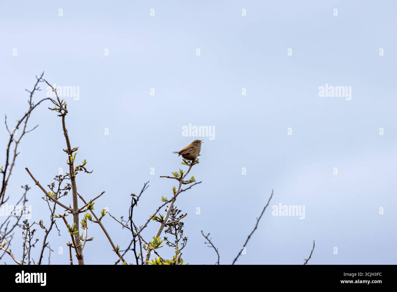 Tiny warm brown Eurasian Wren with upturned tail. Eats insects and ...