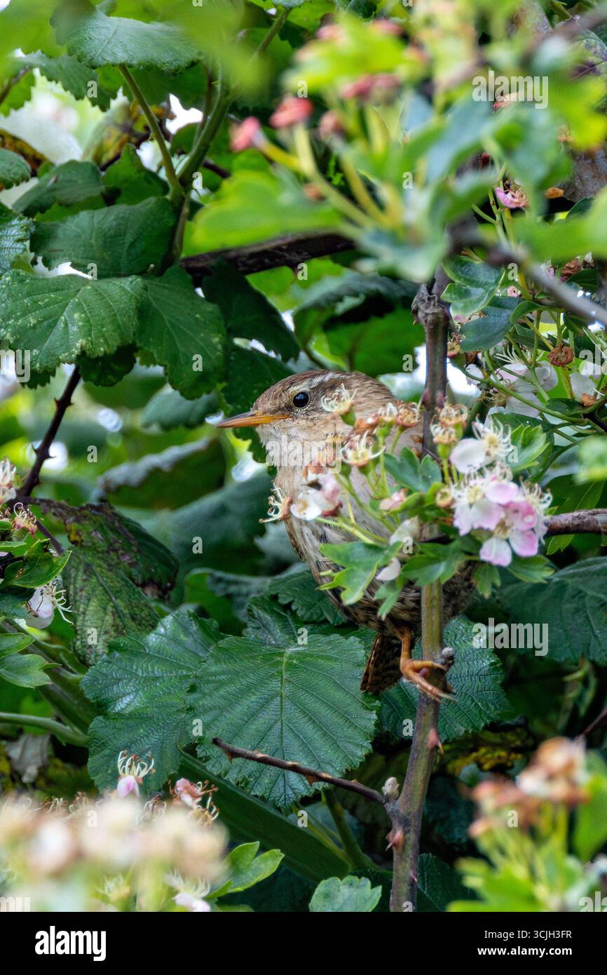Tiny warm brown Eurasian Wren with upturned tail. Eats insects and ...