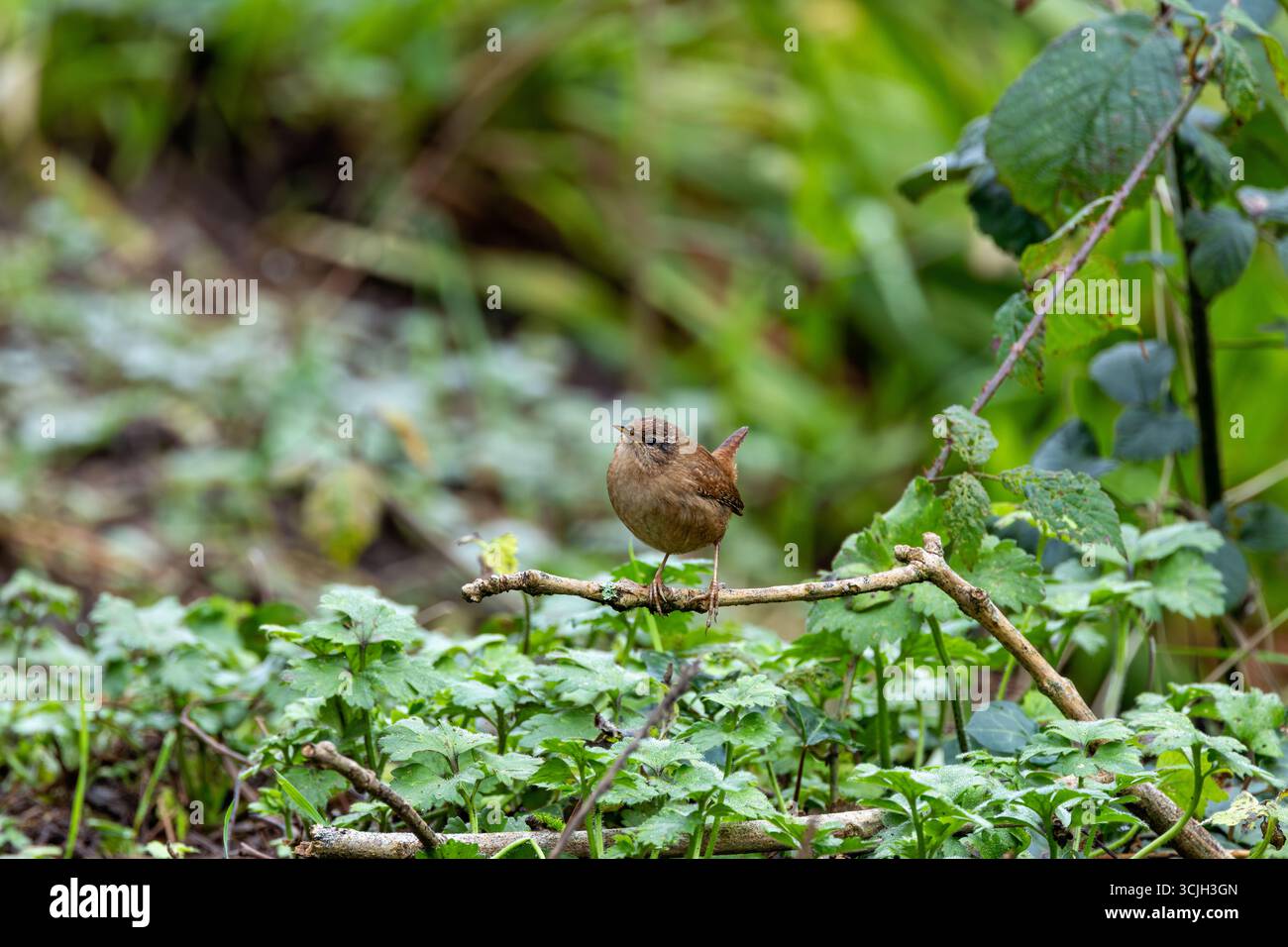Tiny warm brown Eurasian Wren with upturned tail. Eats insects and ...