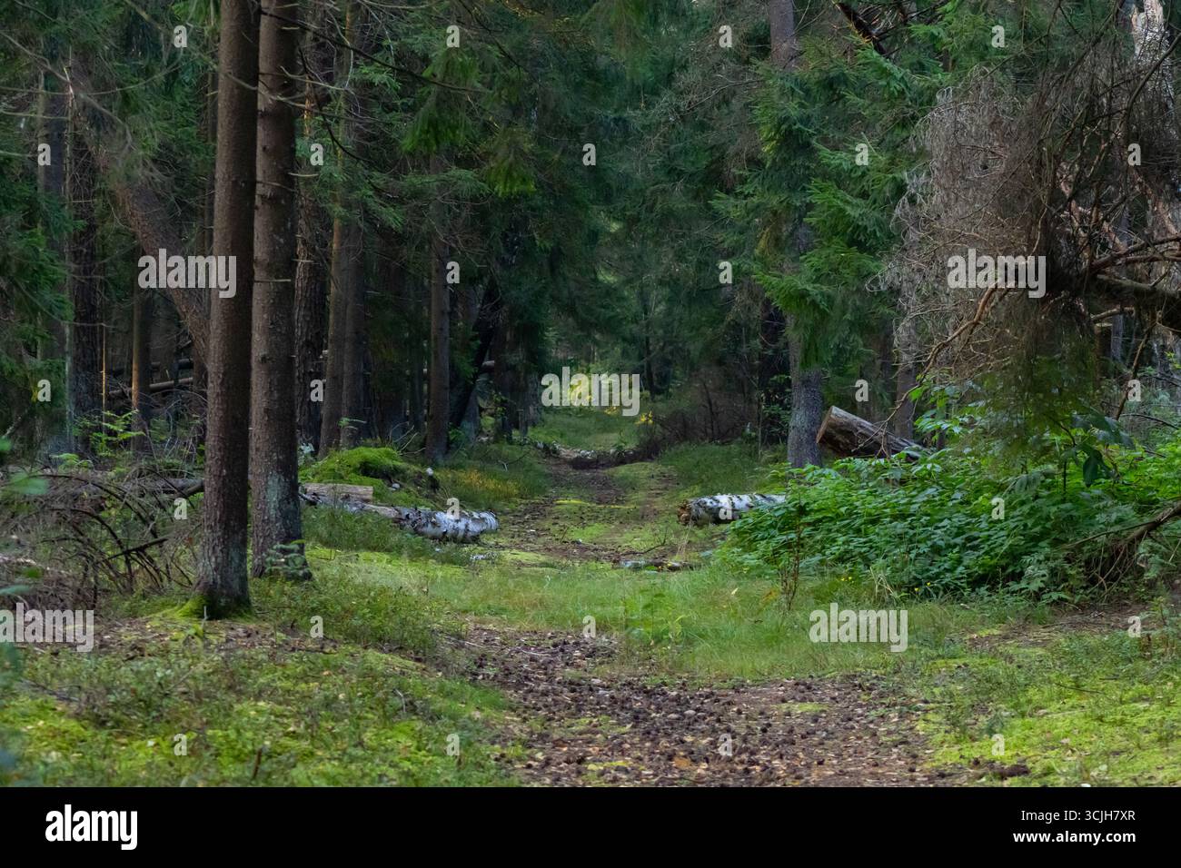 Rugged trail in dense hi-res stock photography and images - Alamy