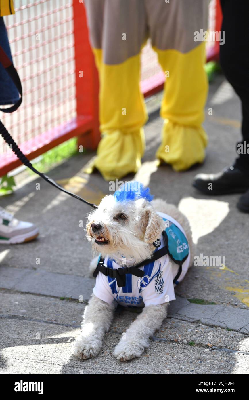 Crawley , UK , 7th September 2025 - A canine Brighton fan during the ...