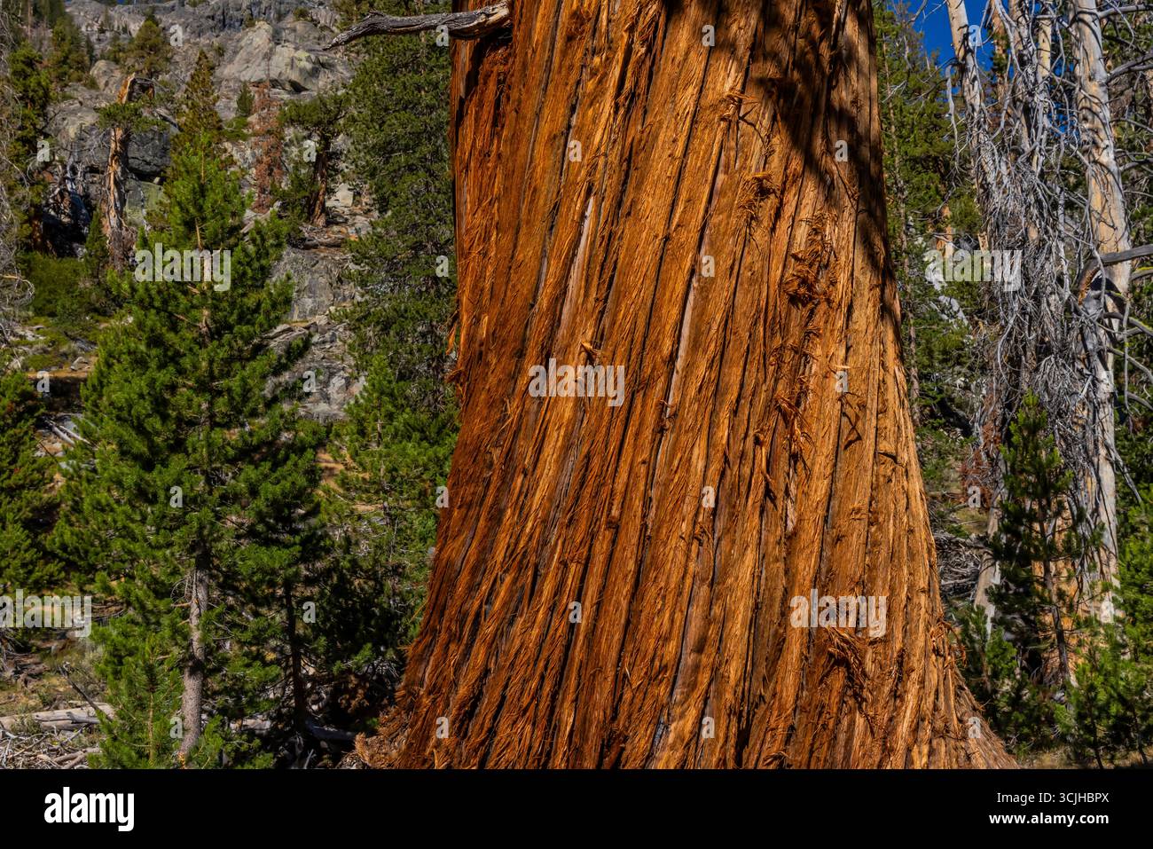 Sierra Juniper, Juniperus grandis, in the Ansel Adams Wilderness, Inyo ...