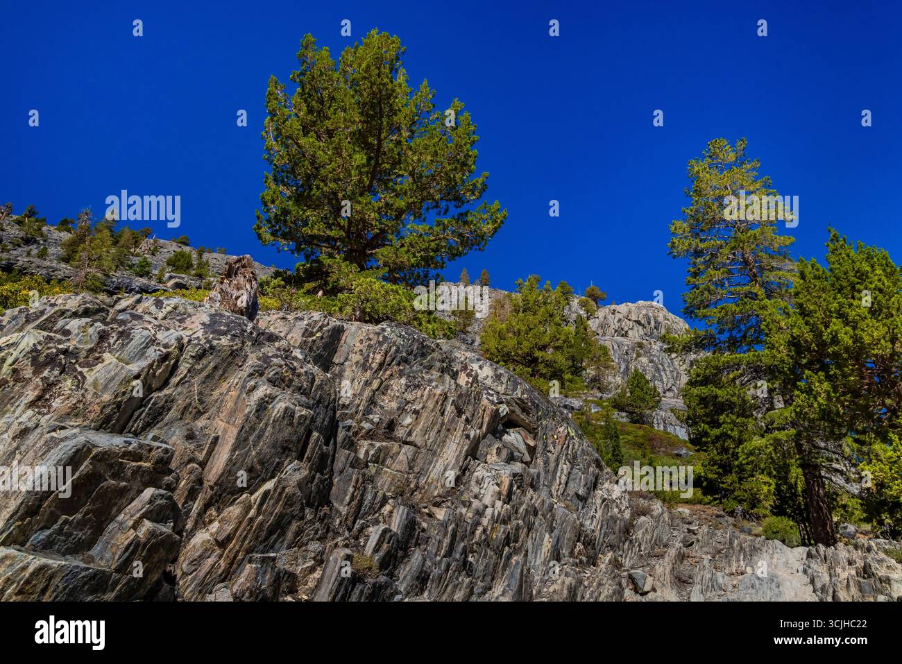 Sierra Juniper, Juniperus grandis, and rocky mountainside in Ansel ...