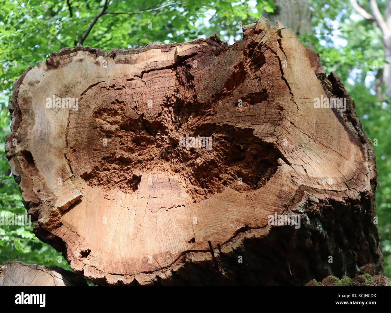 Felled tree trunk core hi-res stock photography and images - Alamy
