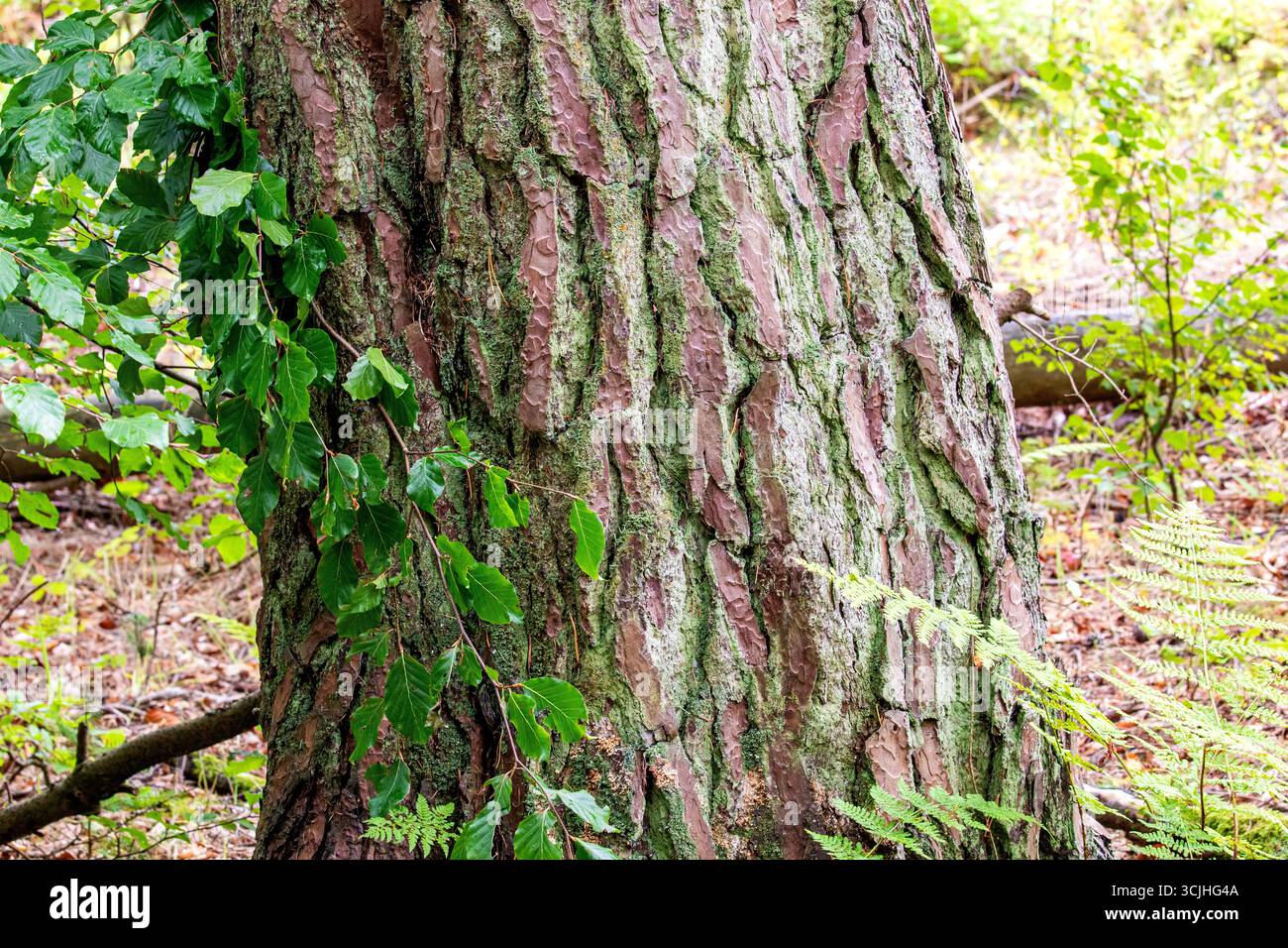 Climate change has caused the leaves on trees and plants to swiftly ...