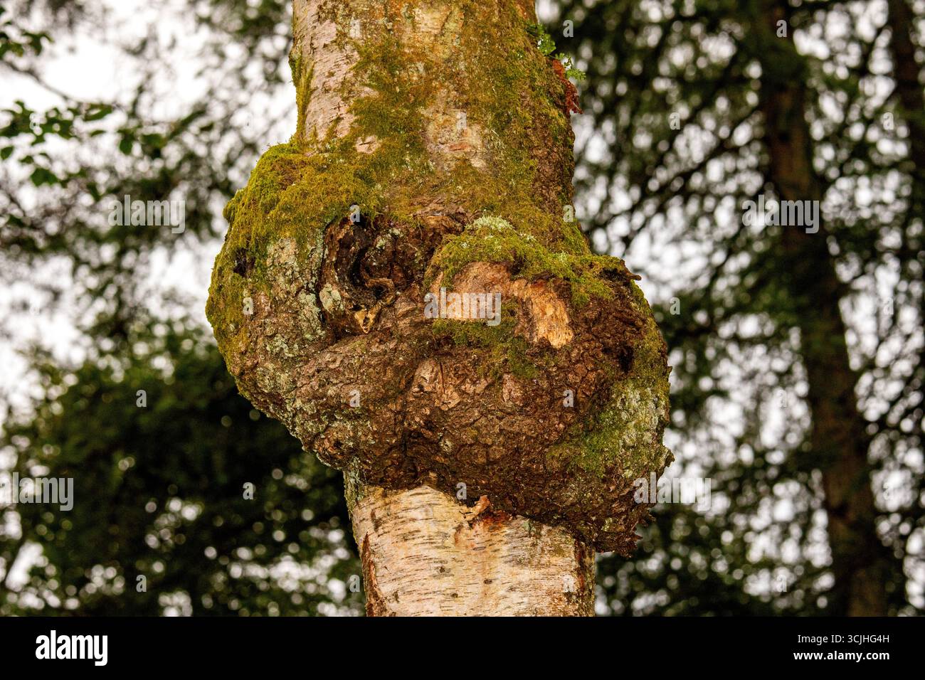 Climate change has caused the leaves on trees and plants to swiftly ...