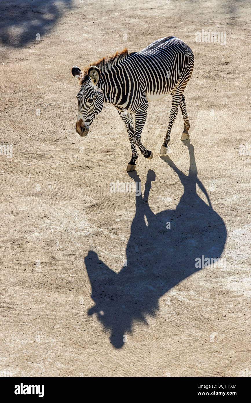Zoo bioparc doue la fontaine france hi-res stock photography and images ...