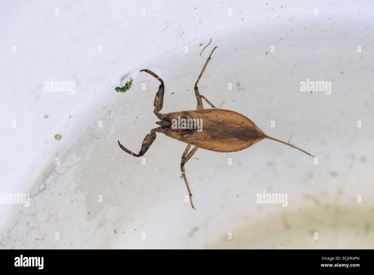 Eurasian Water Scorpion (Nepa cinerea) at Rye Meads, Herts. The result ...