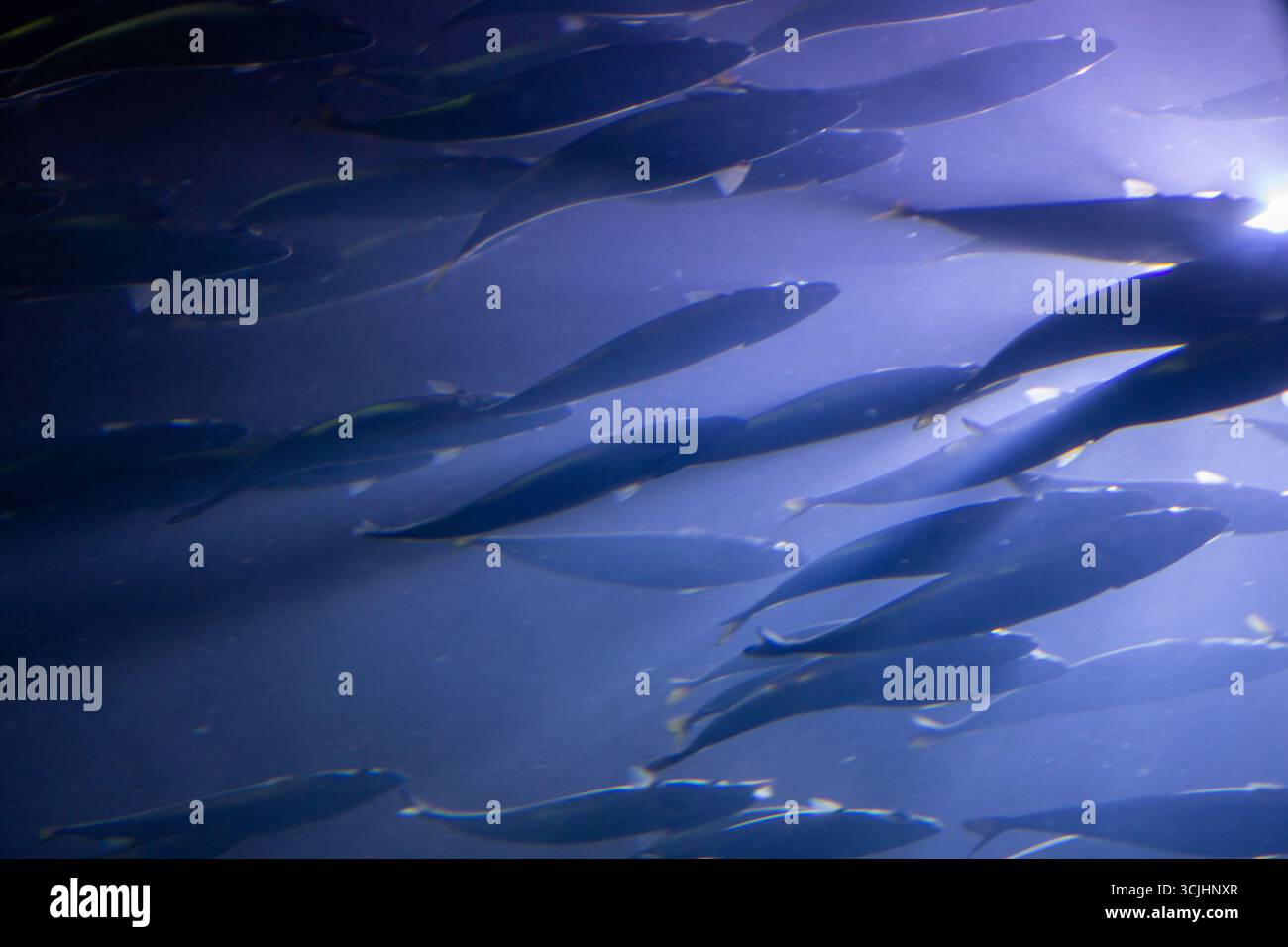 School of Pacific Mackerel swimming Stock Photo - Alamy