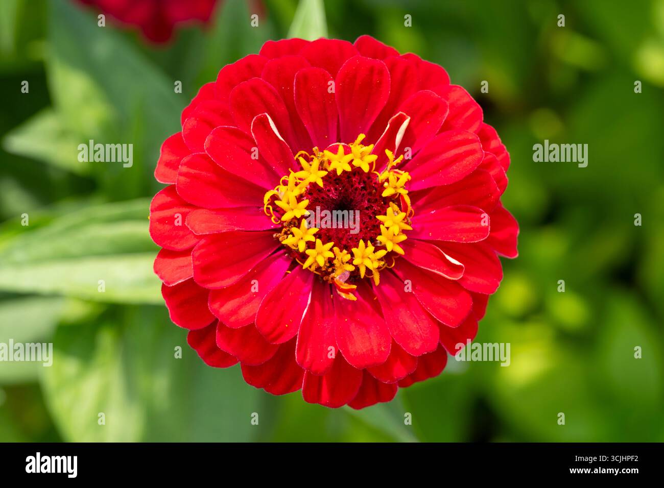 Zinnia de jardin hi-res stock photography and images - Alamy
