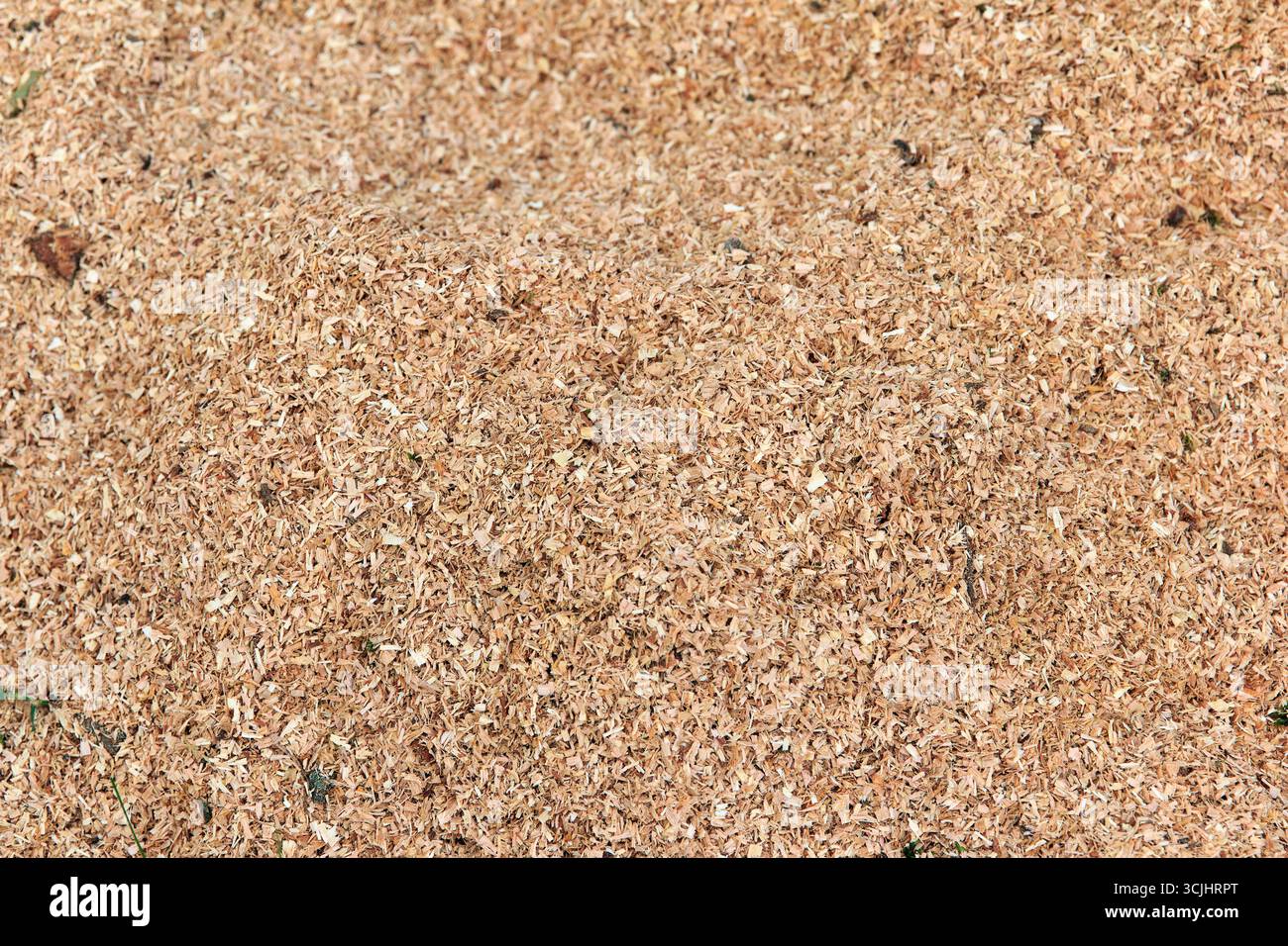 Close-up of fine wood shavings on a surface. Shavings are light brown ...