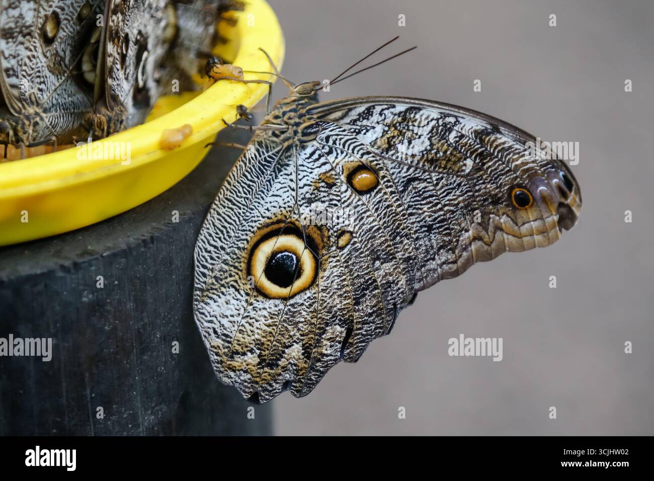 A vibrant collection of butterflies including Blue Morpho, Glasswing ...