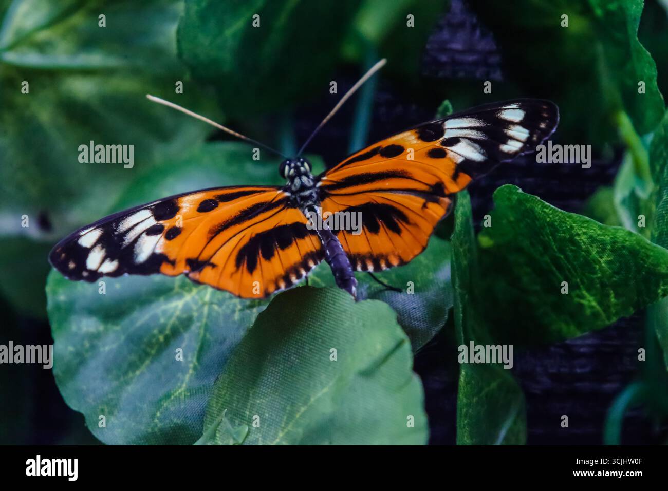 Insects in various poses hi-res stock photography and images - Alamy