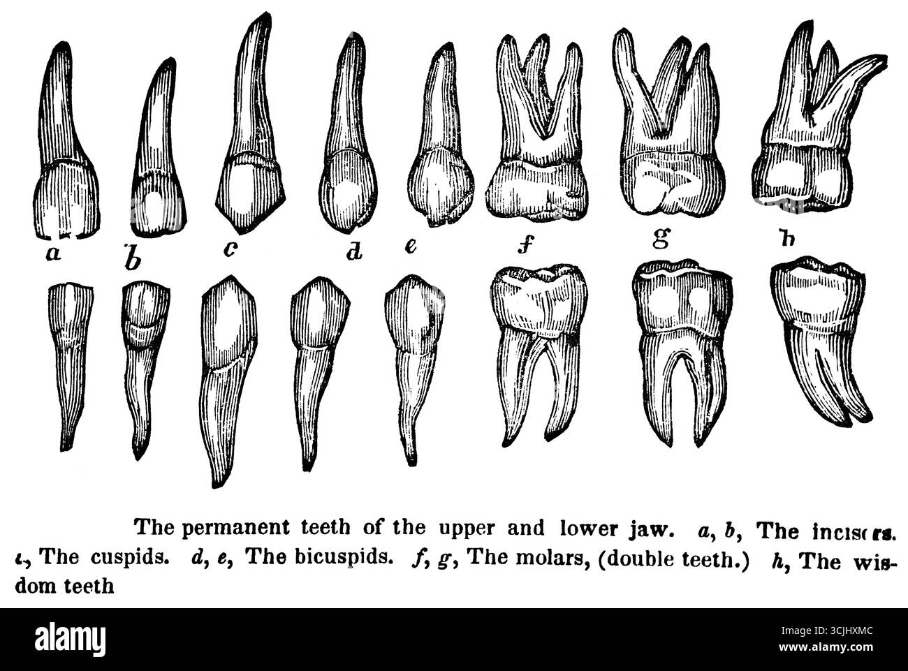 Molar upper Black and White Stock Photos & Images - Alamy
