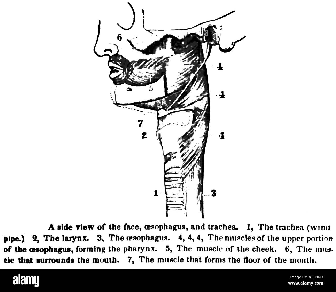 Anatomy of the digestive organs,side view of the face, aesophagus and ...