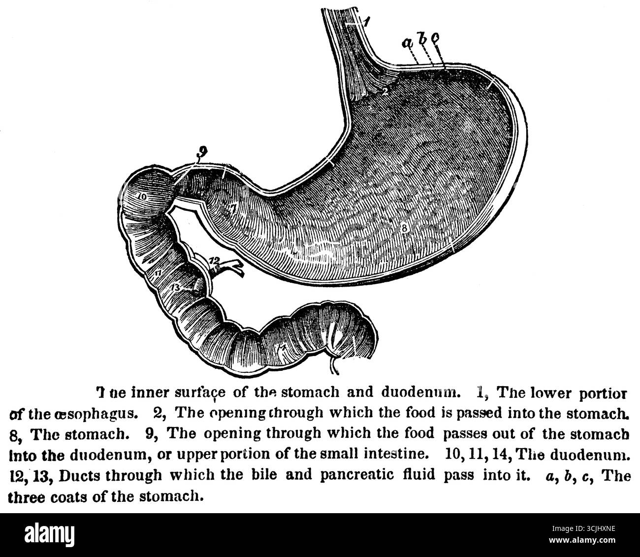 Anatomy of the digestive organs, inner surface of the stomach and ...