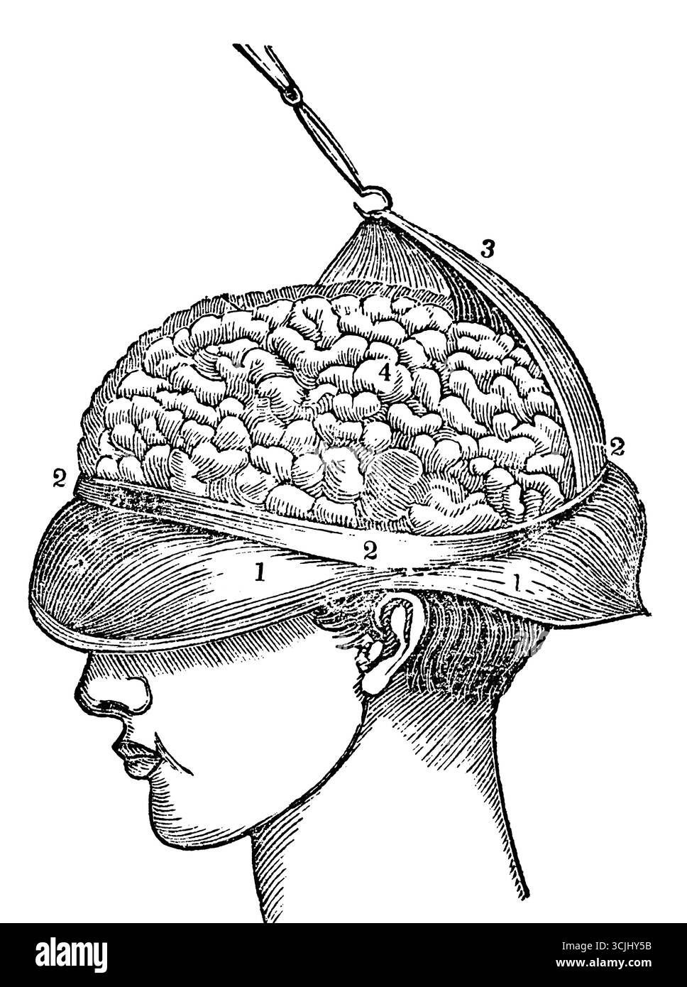 Anatomy of the nervous system, the brain with scalp turned down ...