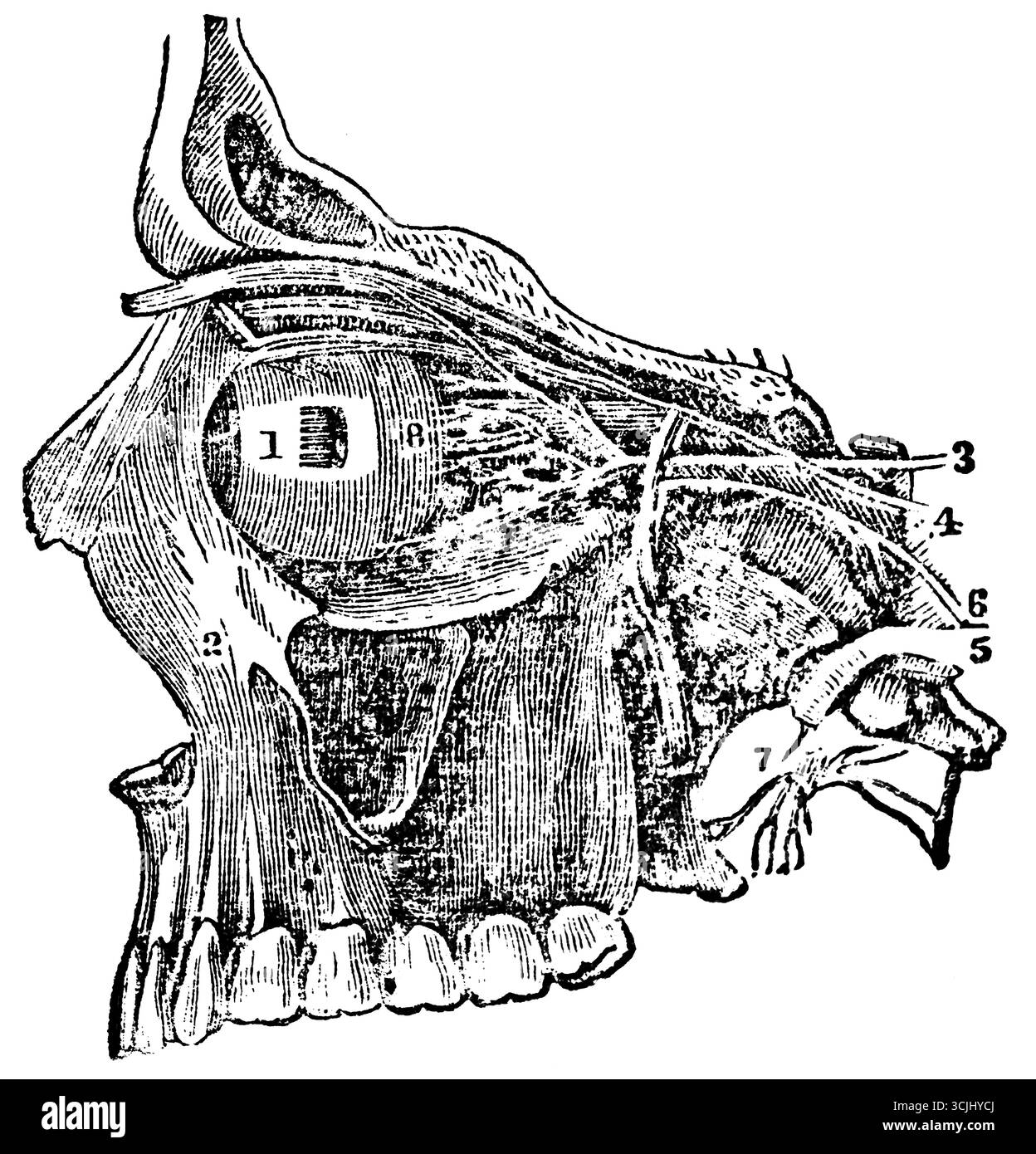 Physiology of the nervous system, distribution of the third, fourth and ...