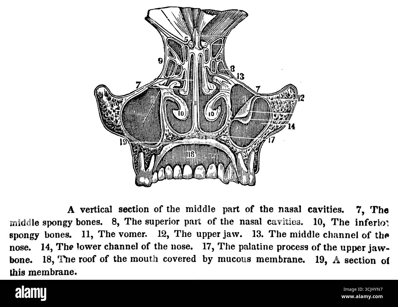 Nasal cavity historical anatomy hi-res stock photography and images - Alamy