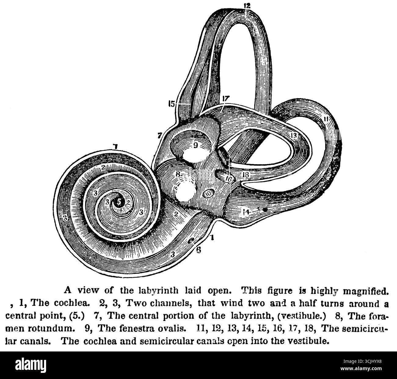 Anatomy of the organs of hearing,,a view of the labyrinth laid open ...
