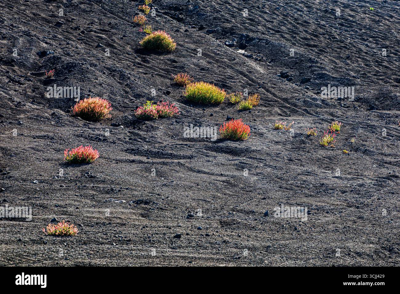 Sparse vegetation on etna hi-res stock photography and images - Alamy