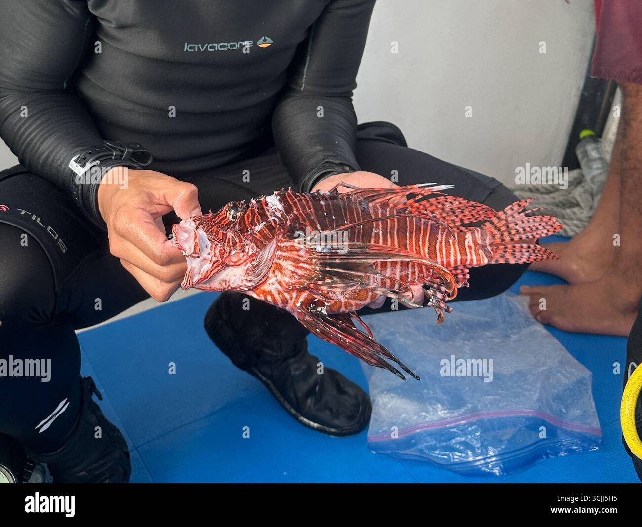 In Cozumel, Mexico, the Lion Fish ( Poisson Lion, Pterois volitans) is ...