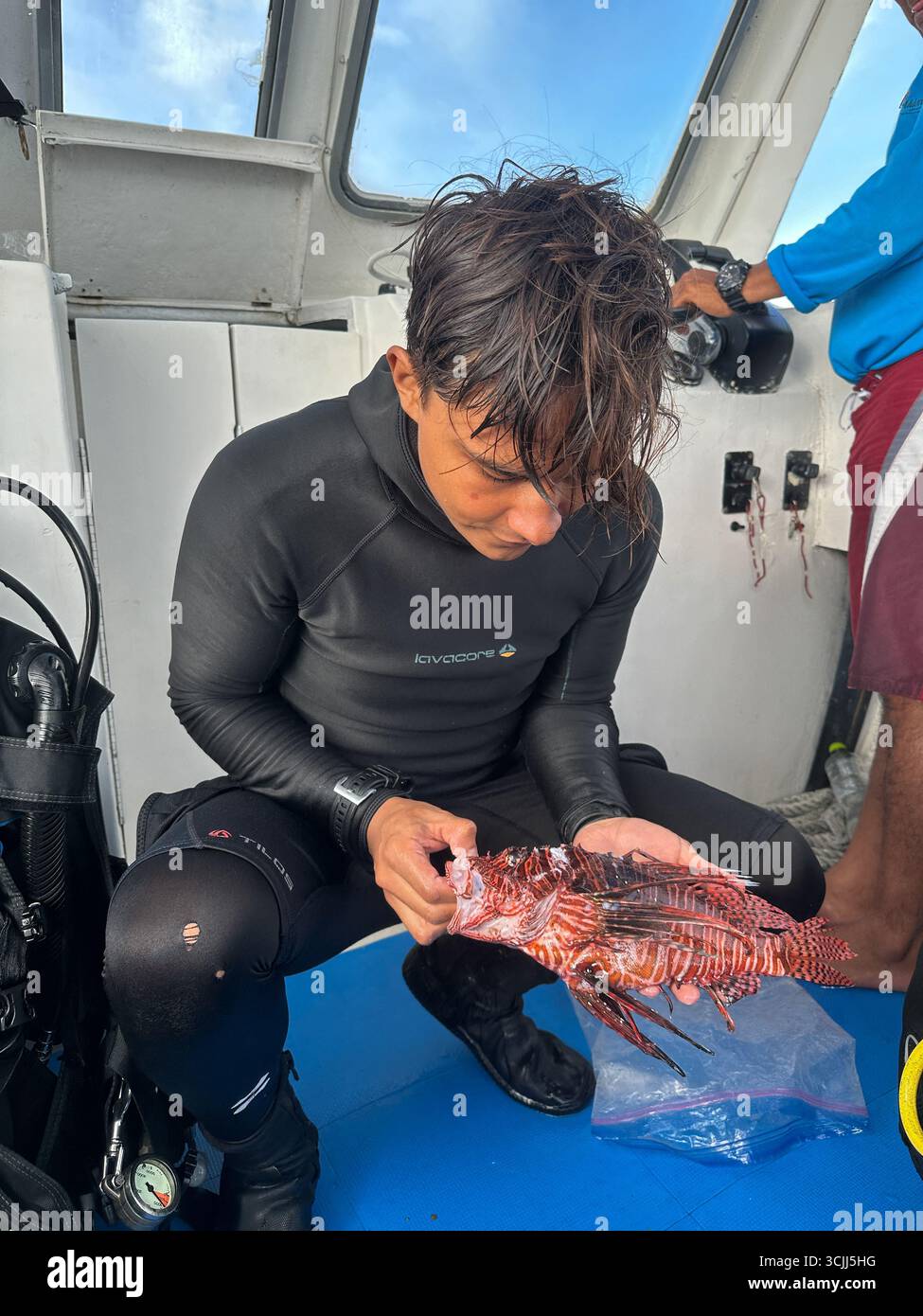 In Cozumel, Mexico, the Lion Fish ( Poisson Lion, Pterois volitans) is ...