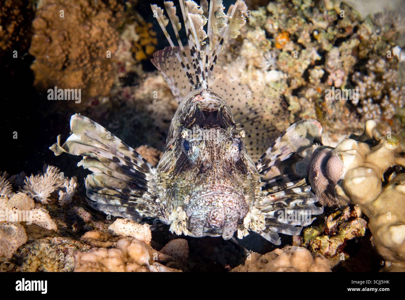 Illustration of a Lion Fish ( Poisson Lion, Pterois miles ) in the Red ...