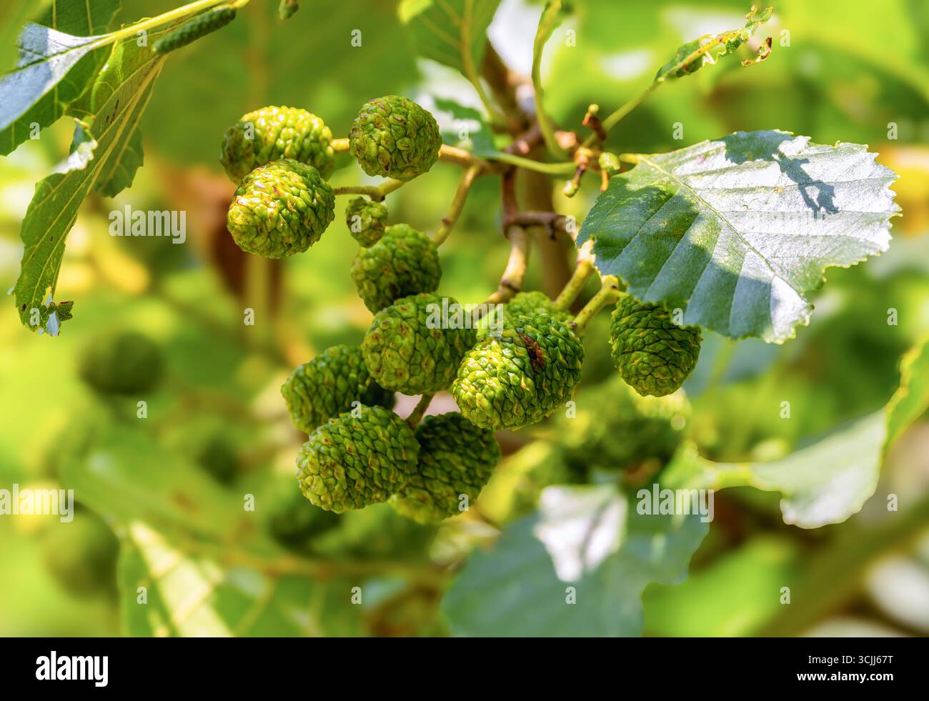 Fruits of "Common Alder" tree "Alnus glutinosa" called "strobiles ...