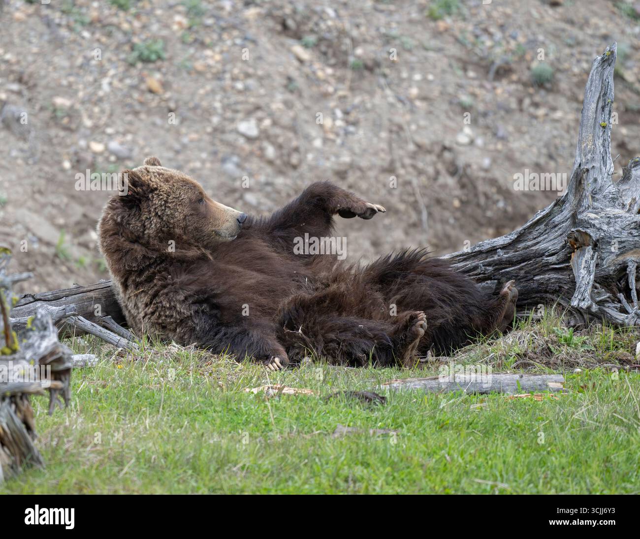Grizzly Bear (Ursus arctos) boar resting and stretching. Late May in ...