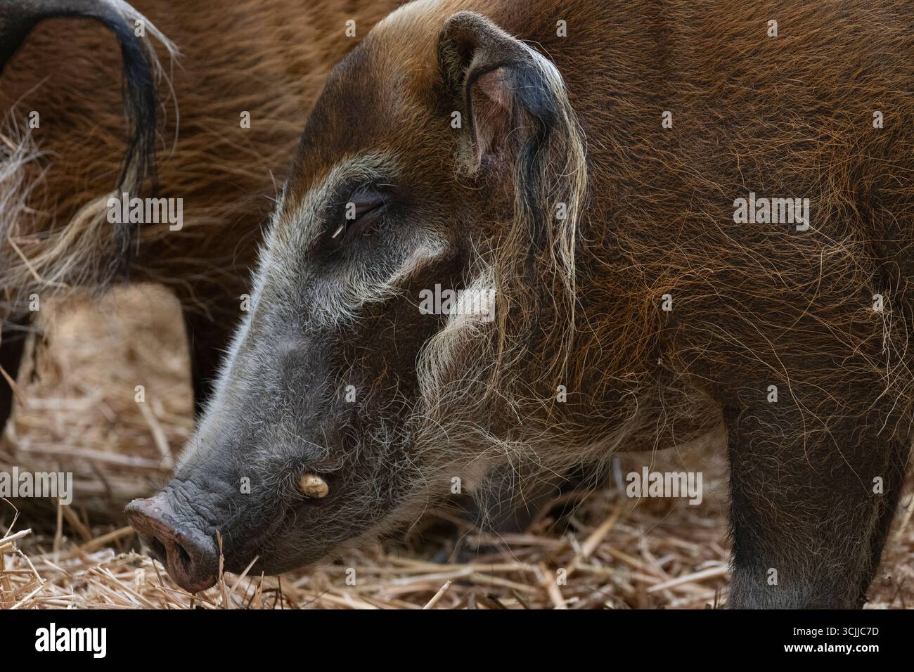 The Red River Hog (Potamochoerus porcus) or Bushpig is a wild member of ...