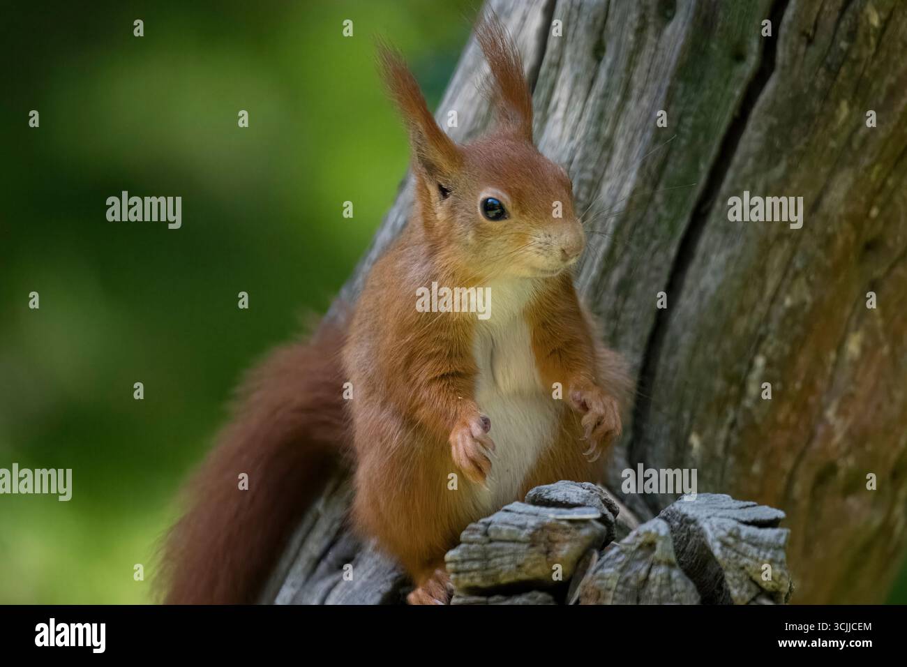 The Red Squirrel or Eurasian Red Squirrel (Sciurus vulgaris), a species ...