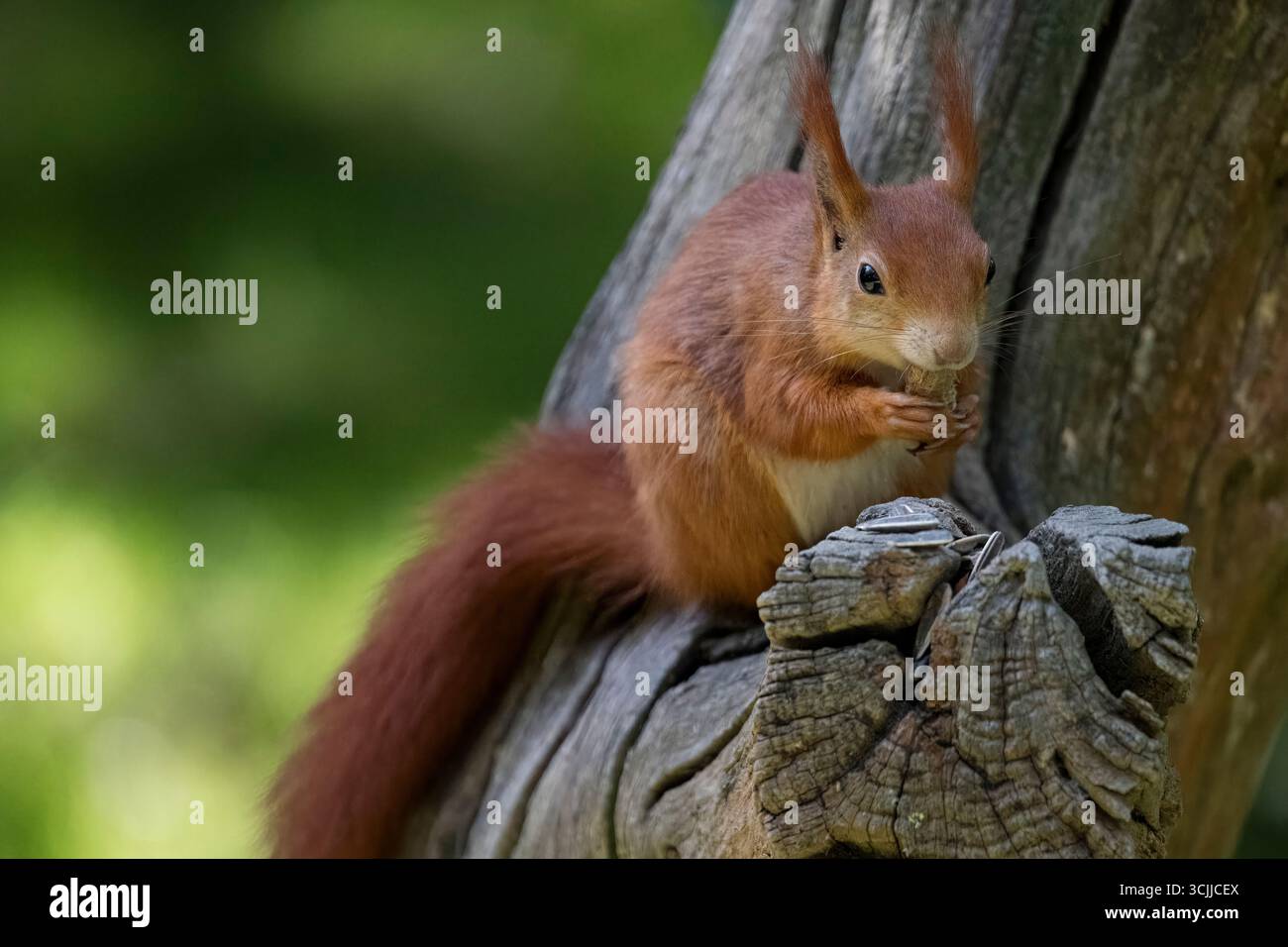 The Red Squirrel or Eurasian Red Squirrel (Sciurus vulgaris), a species ...