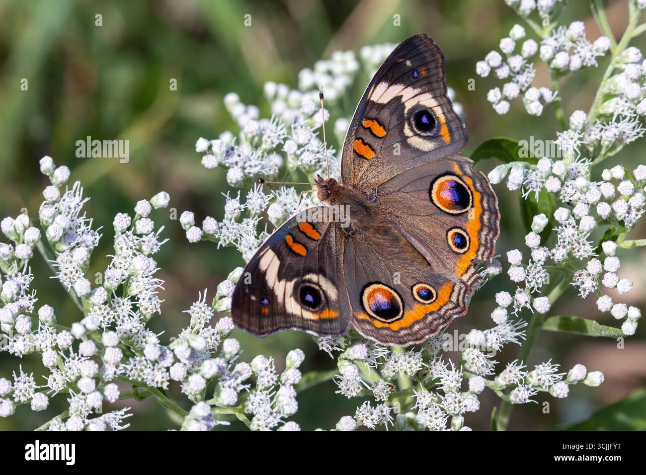 Common buckeye butterfly (Junonia coenia) on tall boneset flowers ...