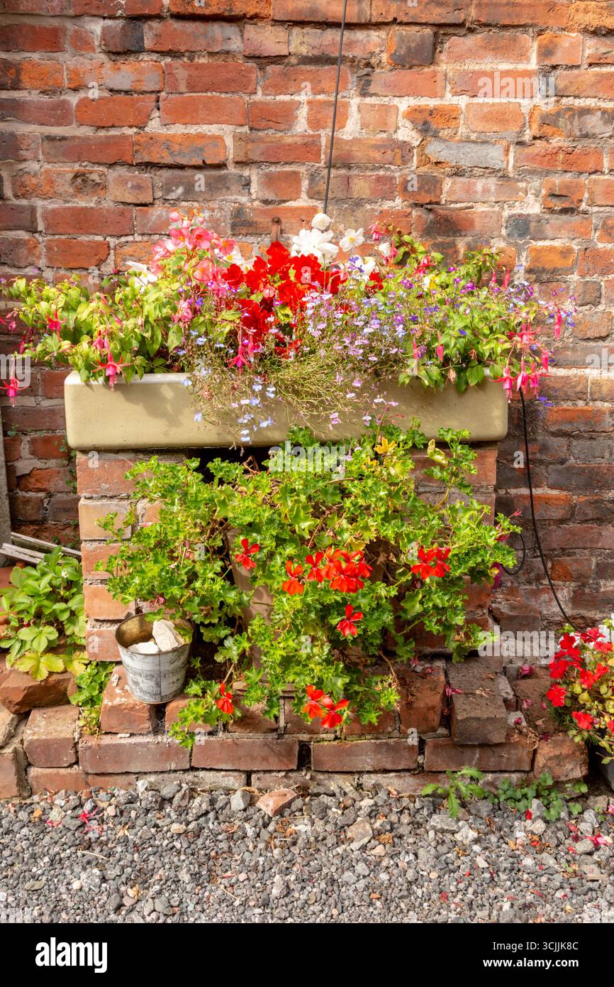 Plants in a re-purposed belfast sink on bricks, UK, 2025 Stock Photo ...