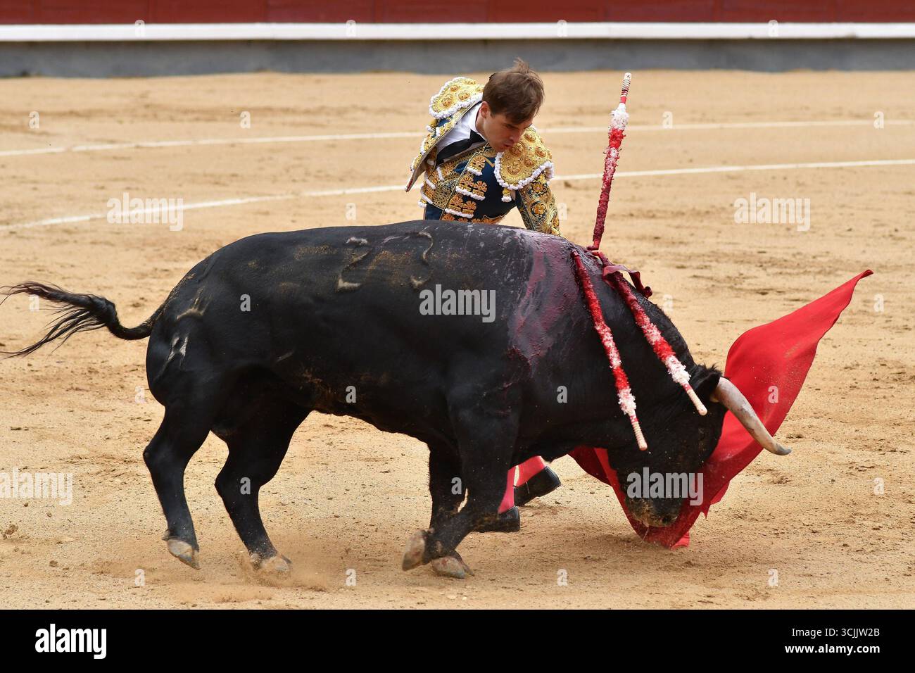 Bullfighter Jesús Ángel Olivas during a bullfight at the Las Ventas ...