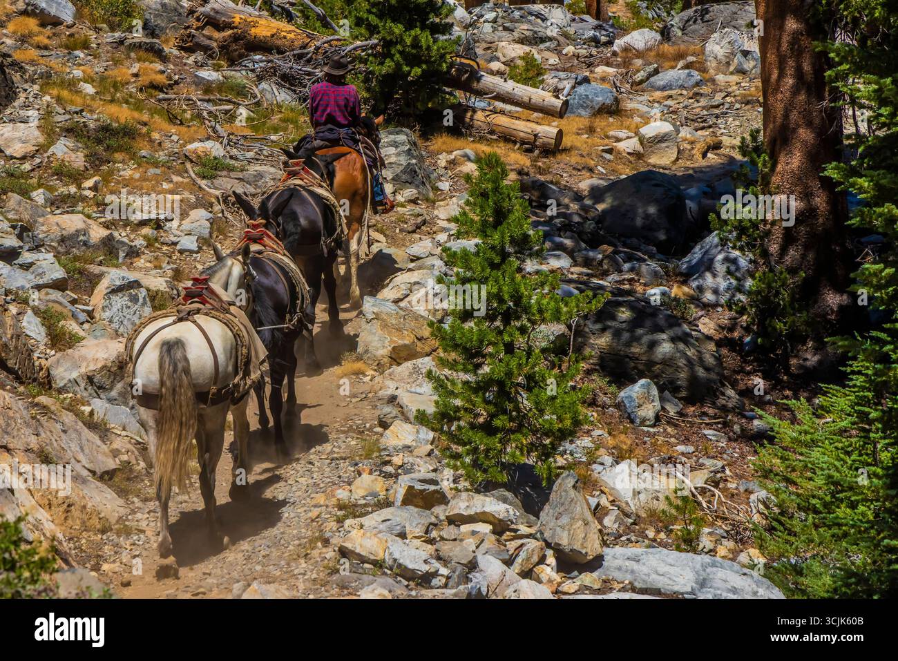 Pack animals led by wrangler from Agnew Meadows Pack Station carrying ...