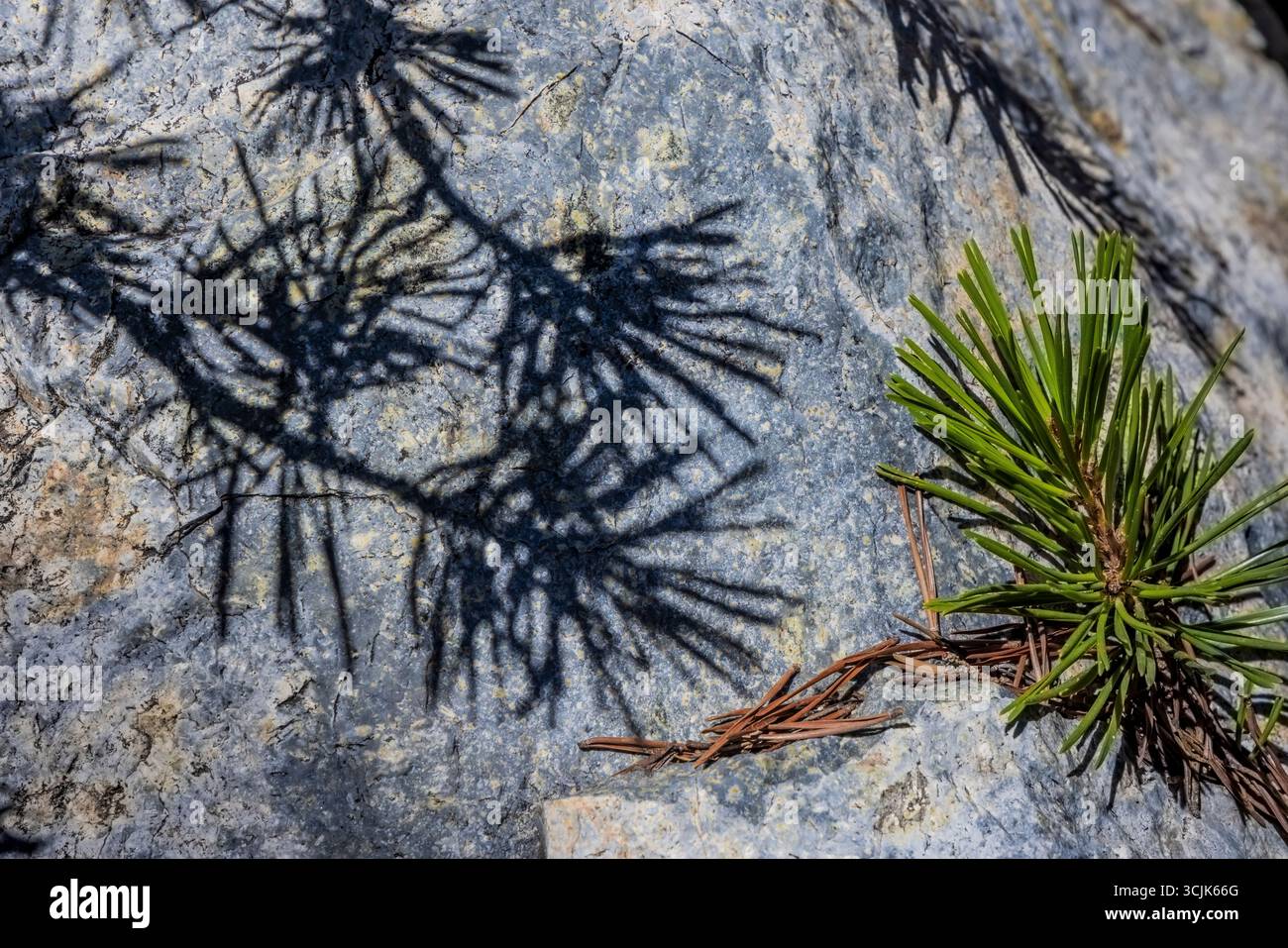Lodgepole Pine, Pinus contorta, shadows on stone in the Ansel Adams ...